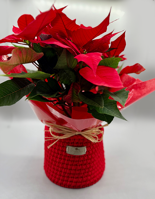 Plants and Plant Baskets – Impala Online