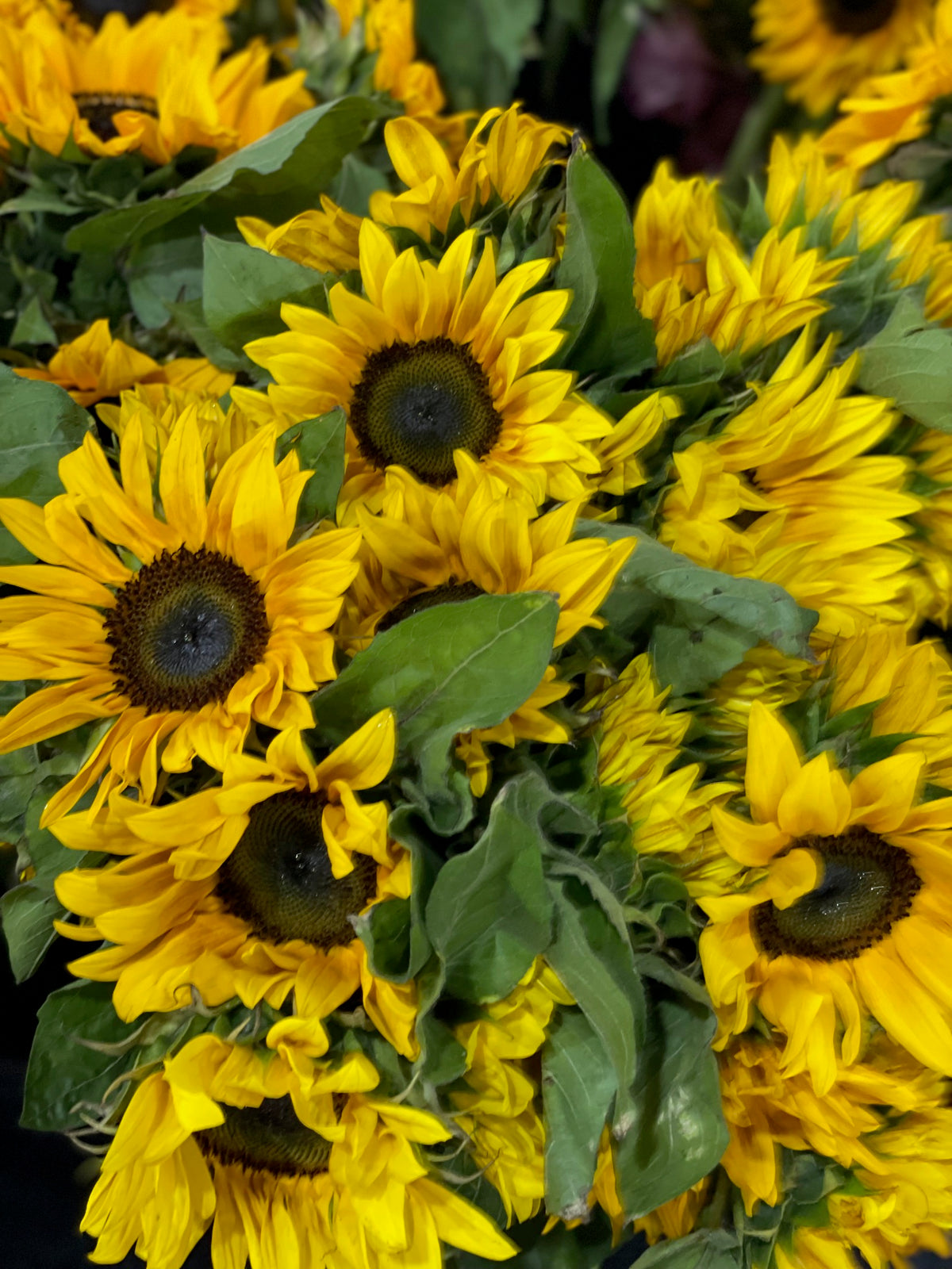 About Us – Impala Online