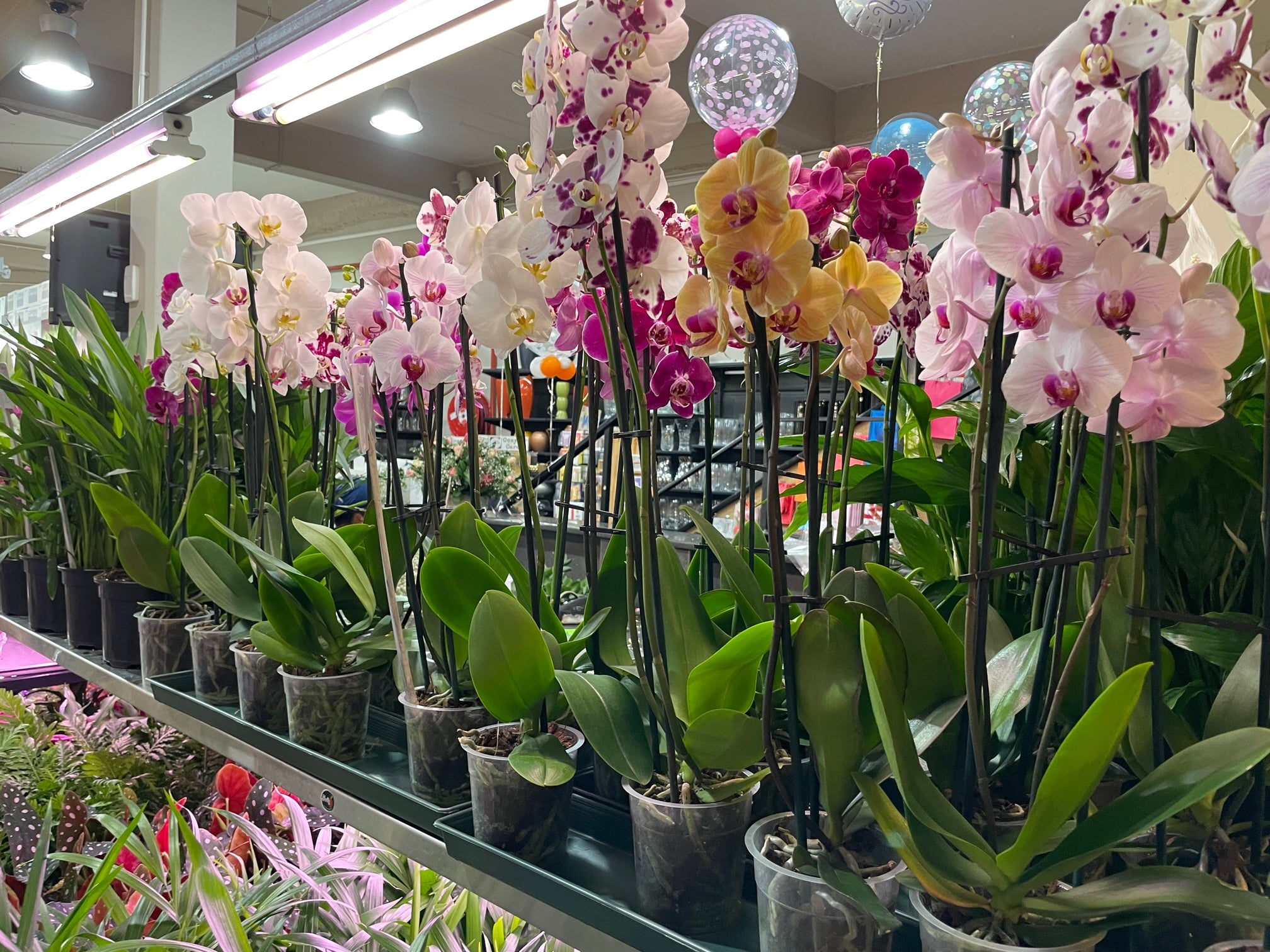 About Us – Impala Online