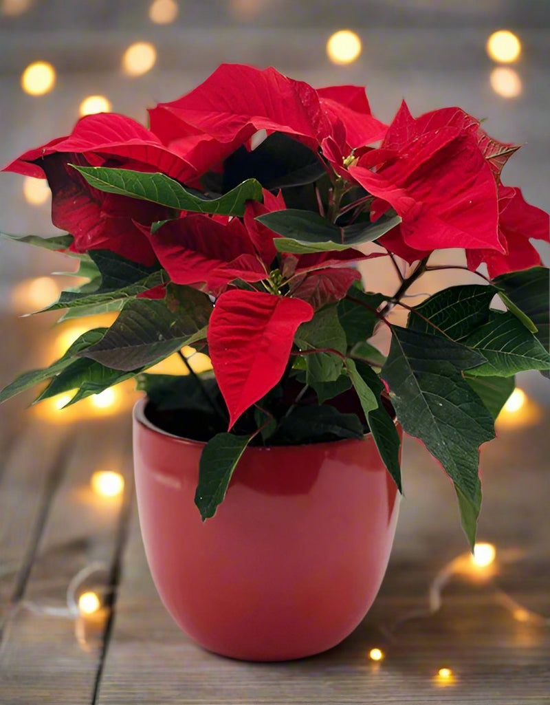 Impala Online - Flowers, Gifts & Occasions