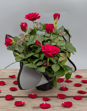 Impala Online - Flowers, Gifts & Occasions