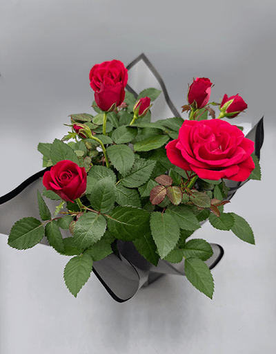 Impala Online - Flowers, Gifts & Occasions