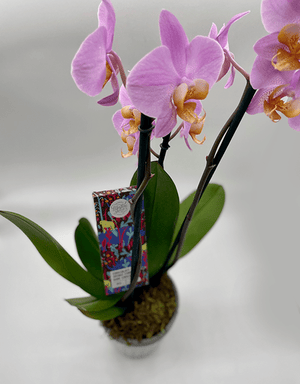 Impala Online - Flowers, Gifts & Occasions