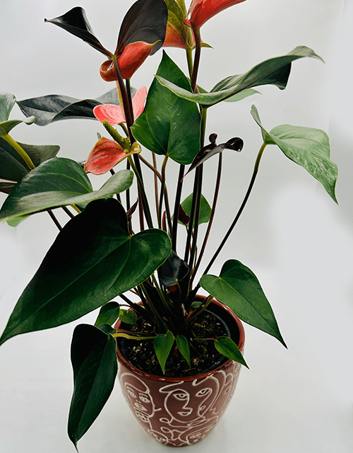 Plants and Plant Baskets – Impala Online