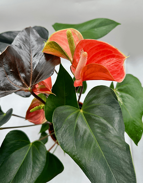 Plants and Plant Baskets | Impala Online